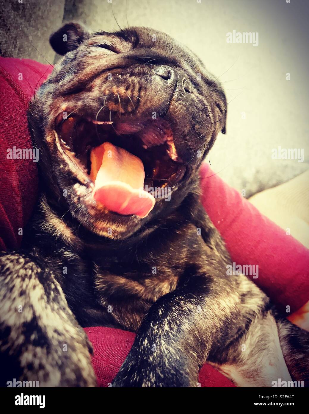 Cute yawn hi-res stock photography and images - Alamy