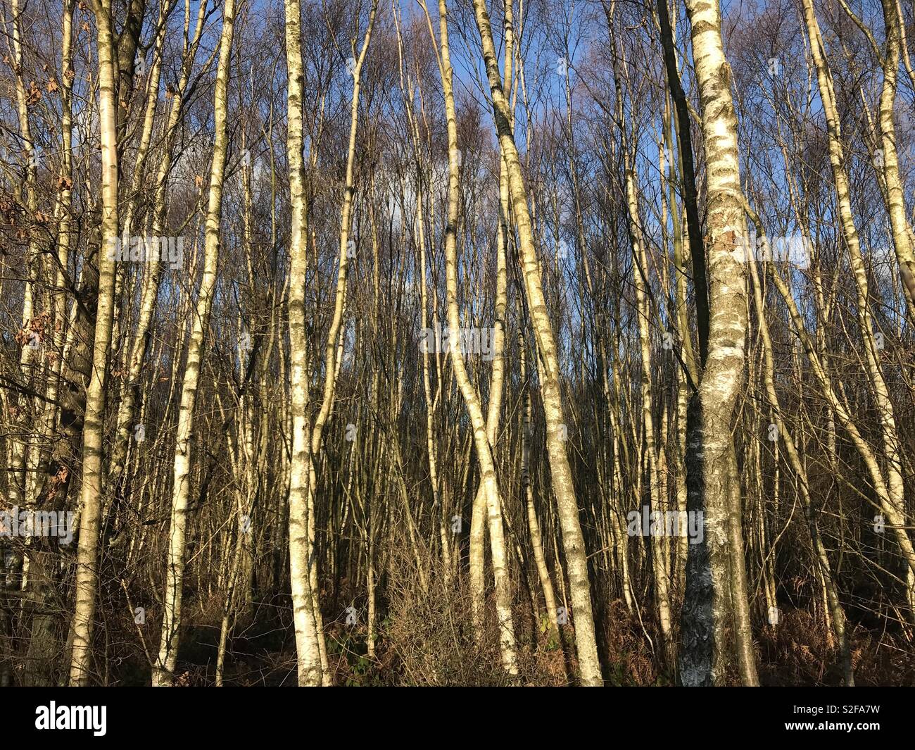 Tree trunk sun hi-res stock photography and images - Alamy