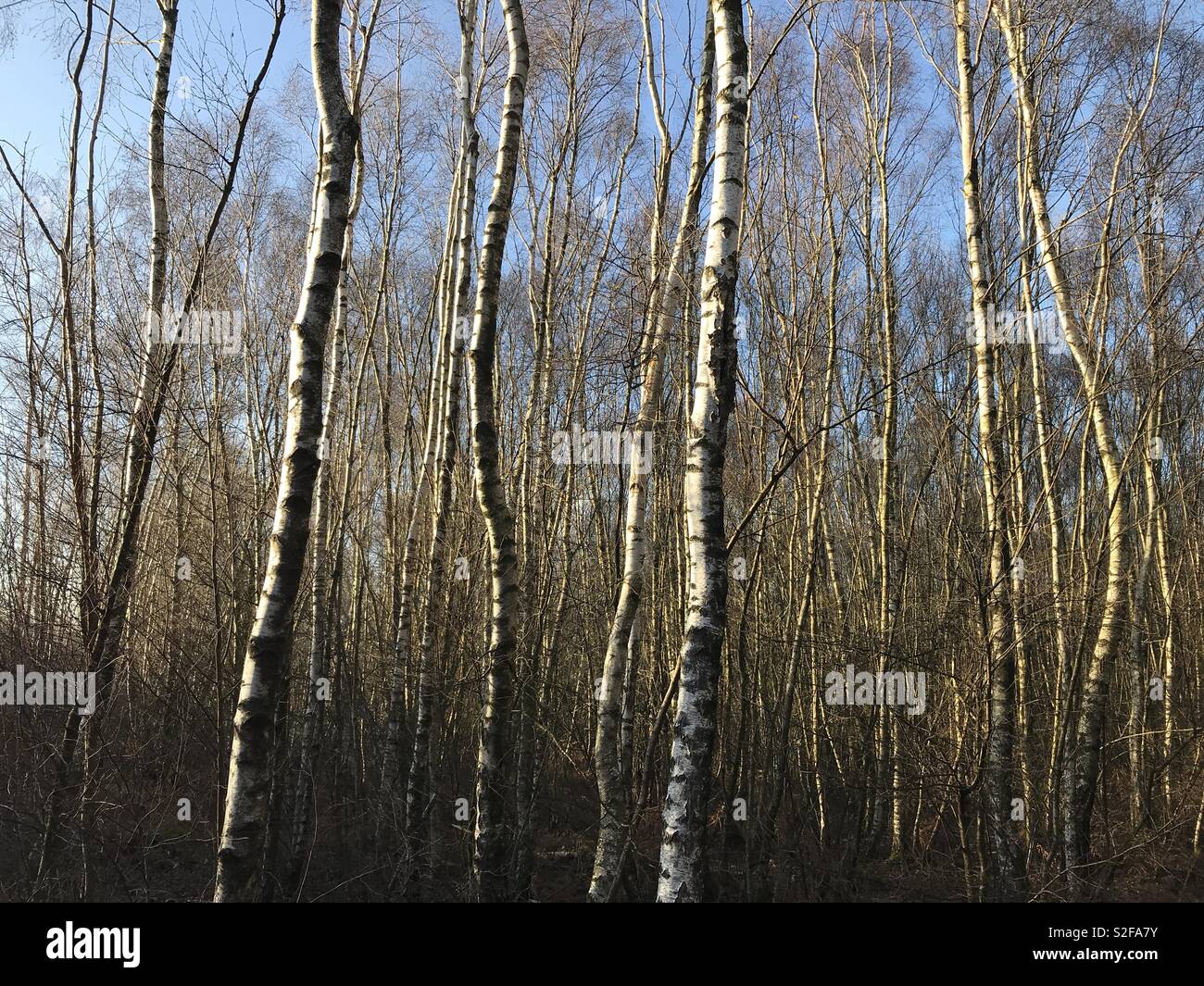 Silver shadow birch hi-res stock photography and images - Alamy