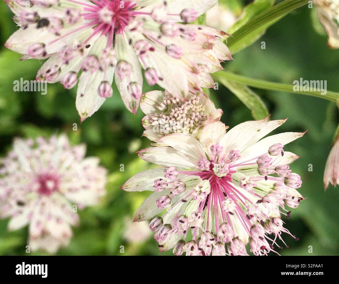 Pink flower power hi-res stock photography and images - Alamy