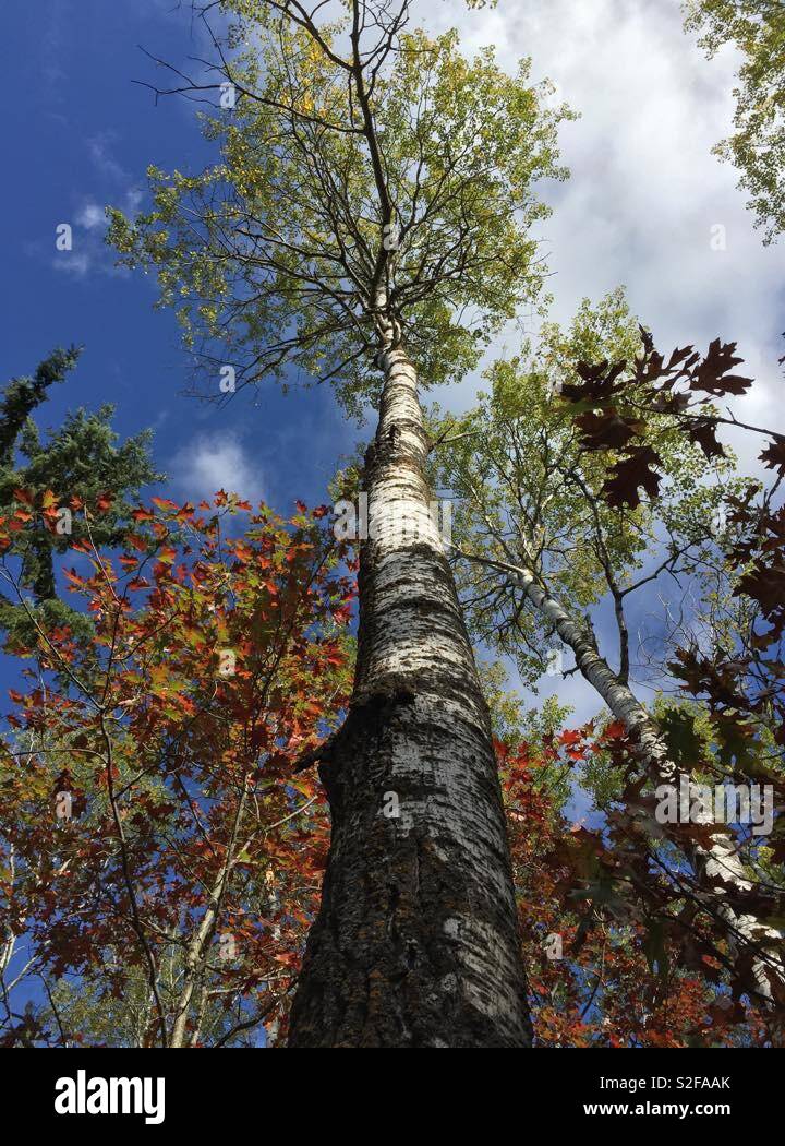 Fall, from below Stock Photo - Alamy