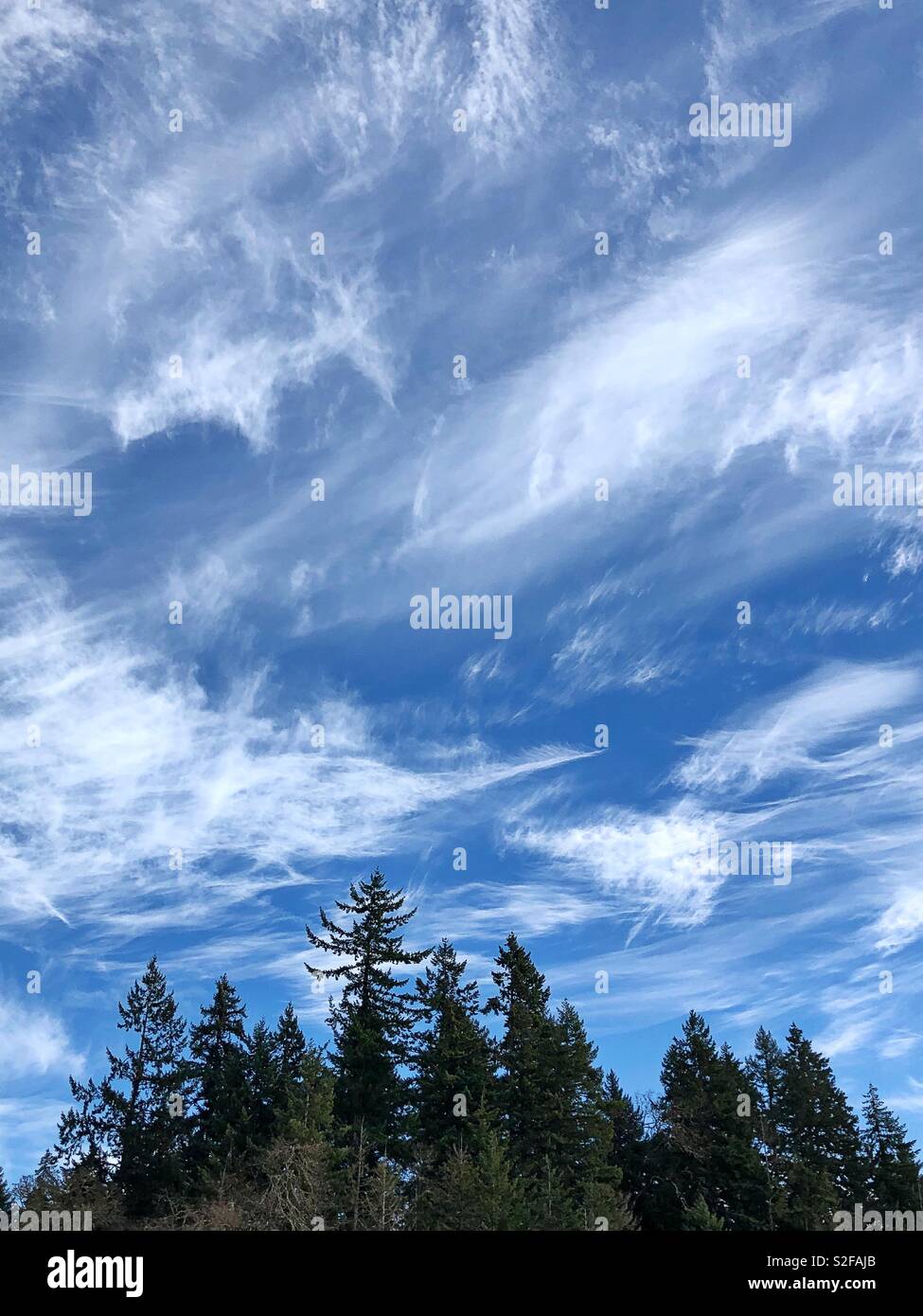 Wispy trees hi-res stock photography and images - Alamy