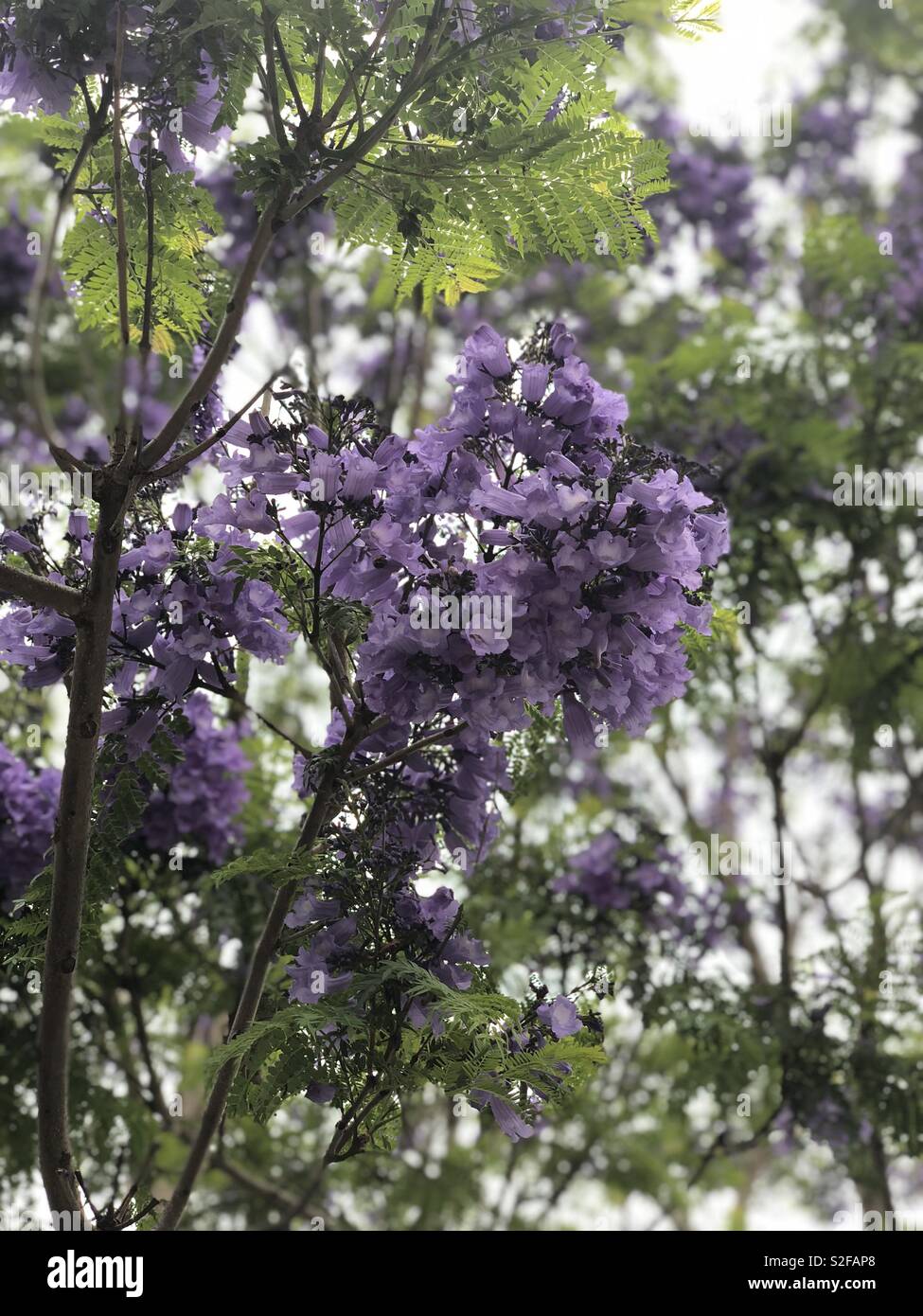 Purple jacaranda flower hi-res stock photography and images - Alamy