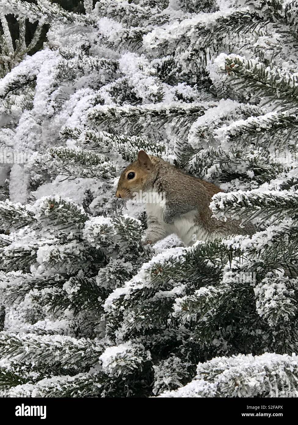Squirrel at christmas hi-res stock photography and images - Alamy