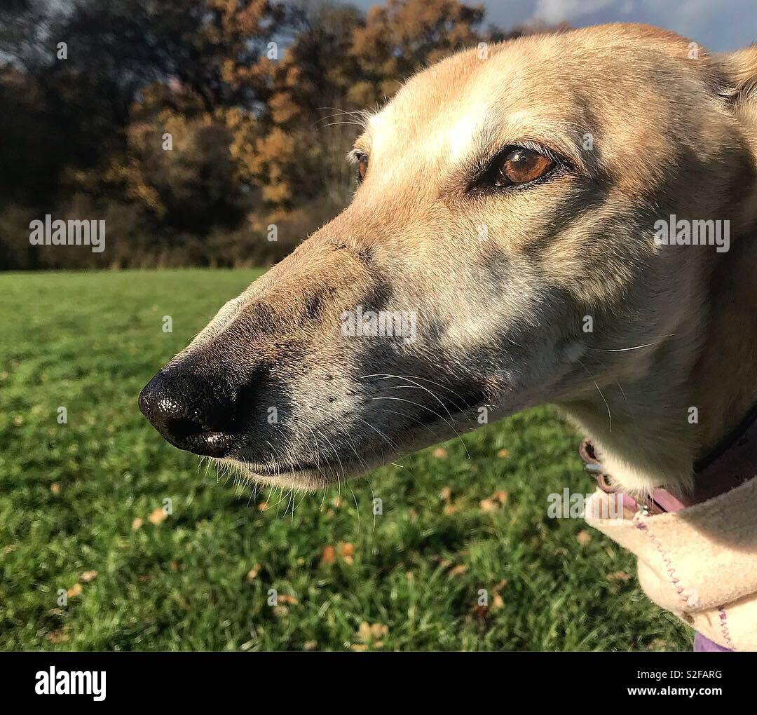 Retired greyhound hi-res stock photography and images - Alamy