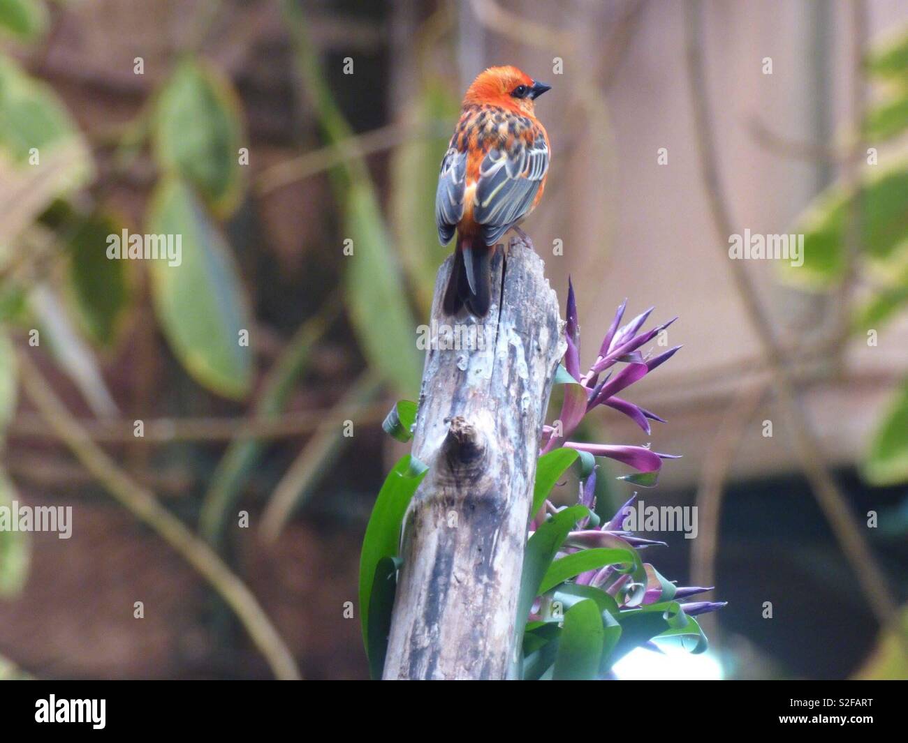 Chester zoo bird hi-res stock photography and images - Alamy