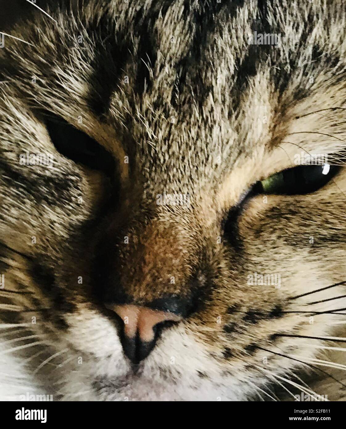 Face to face with cat hi-res stock photography and images - Alamy