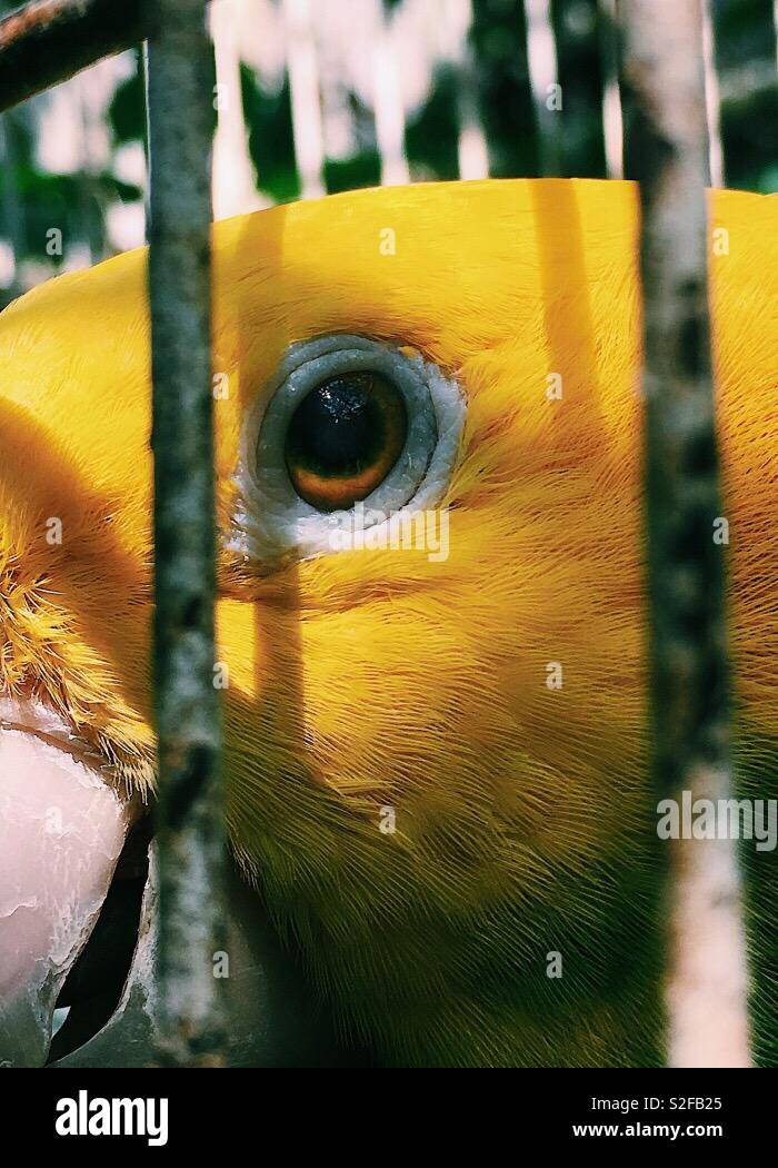 Yellow parrots eye looking through cage bars Stock Photo - Alamy
