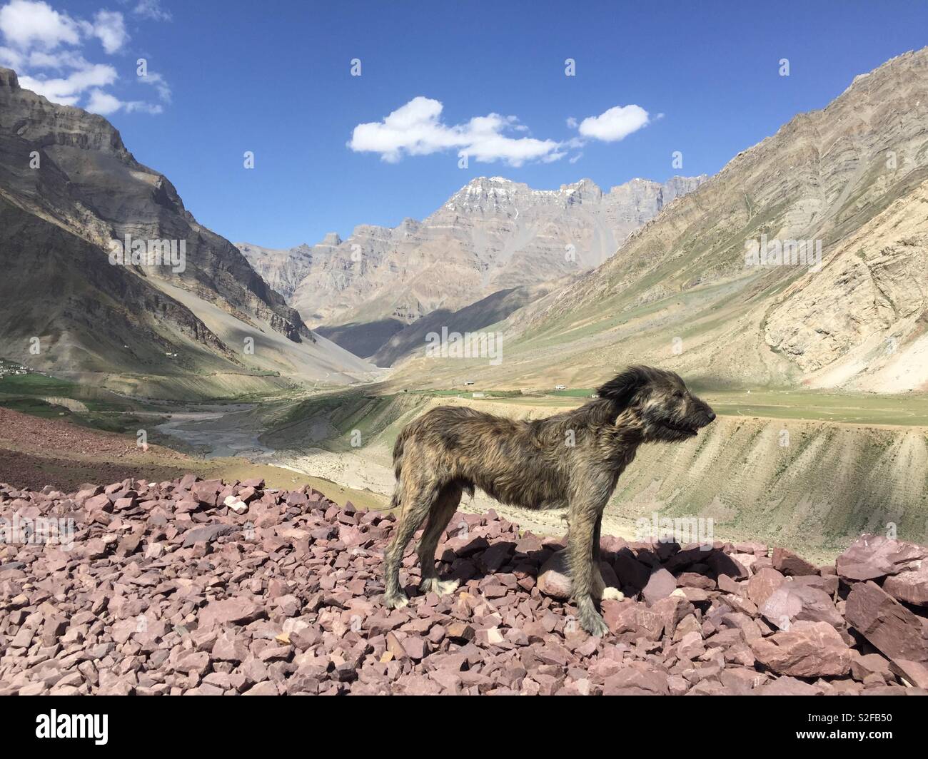 Local dog in Pin Valley, Indian Himalaya Stock Photo - Alamy