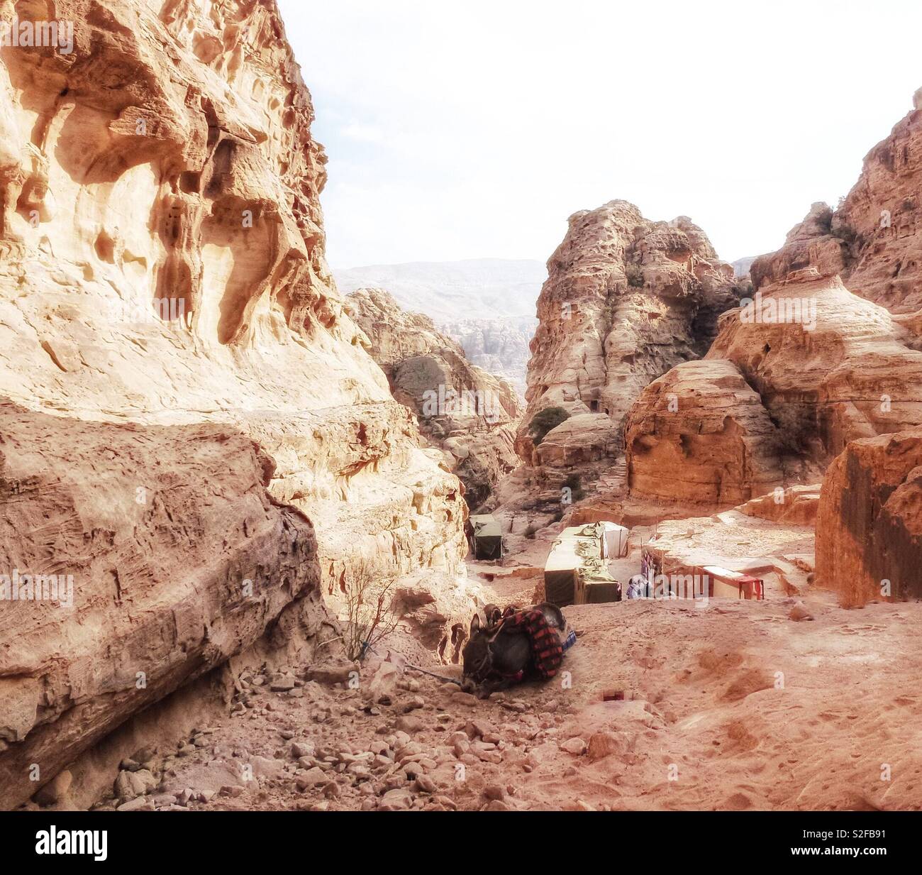 Tired Donkey in the Mountains of Petra, Aqaba, Jordan. The Rose Red ...