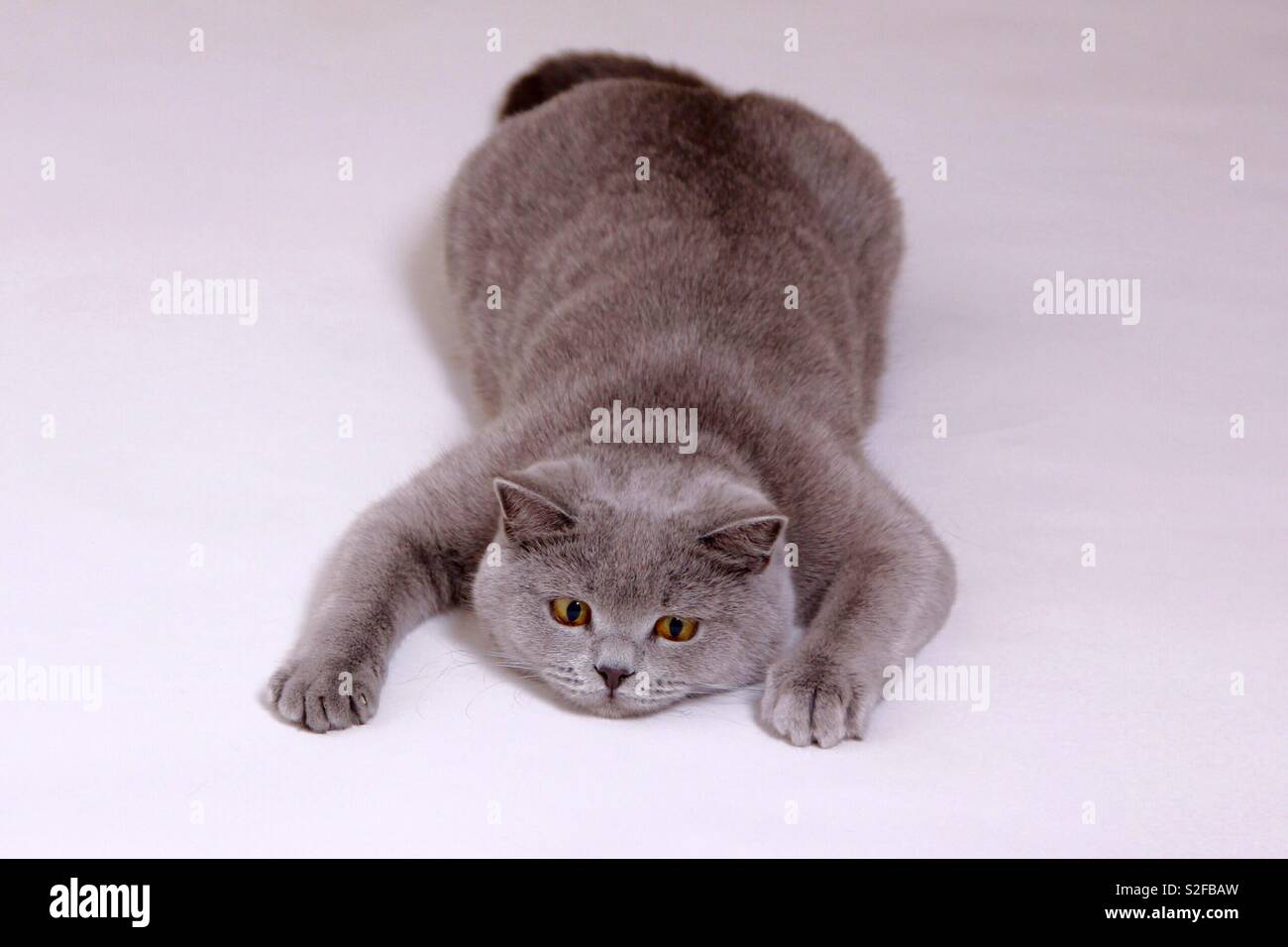 The beautiful cat lay down Stock Photo - Alamy