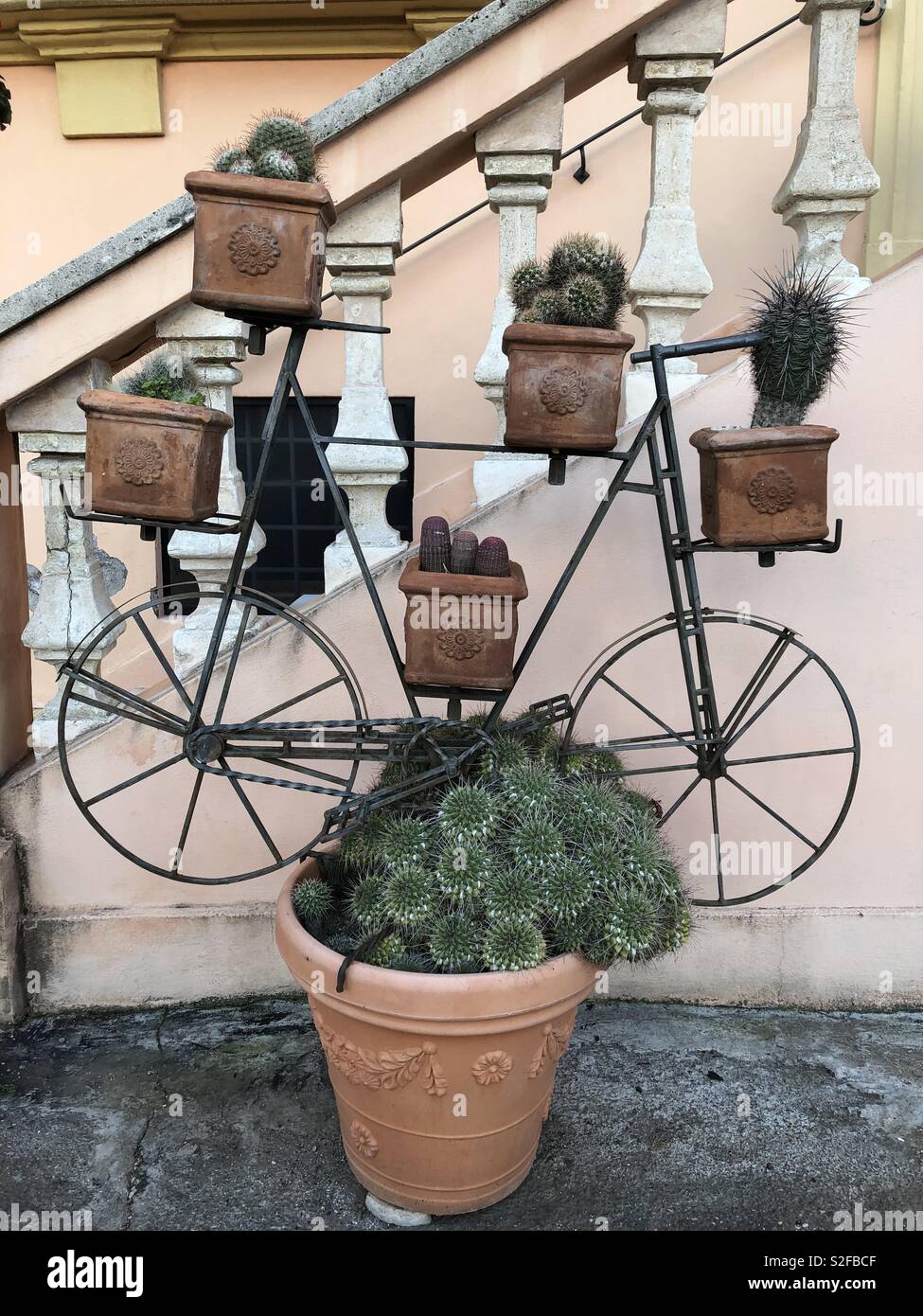 Cacti display hi-res stock photography and images - Alamy