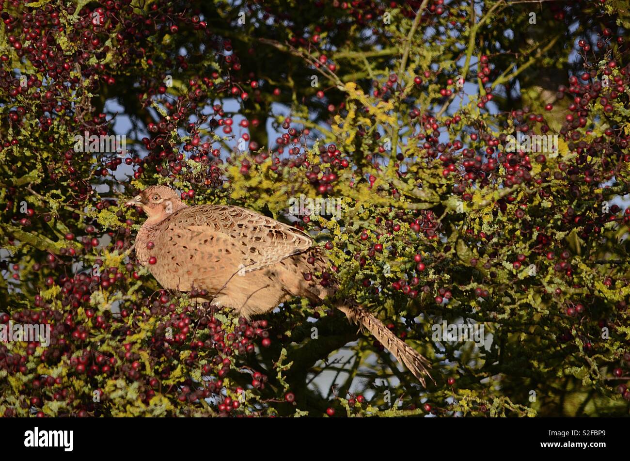 Pheasant on the tree Stock Photo - Alamy