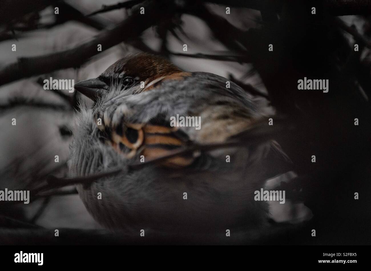 Little bird inside the tree Stock Photo - Alamy