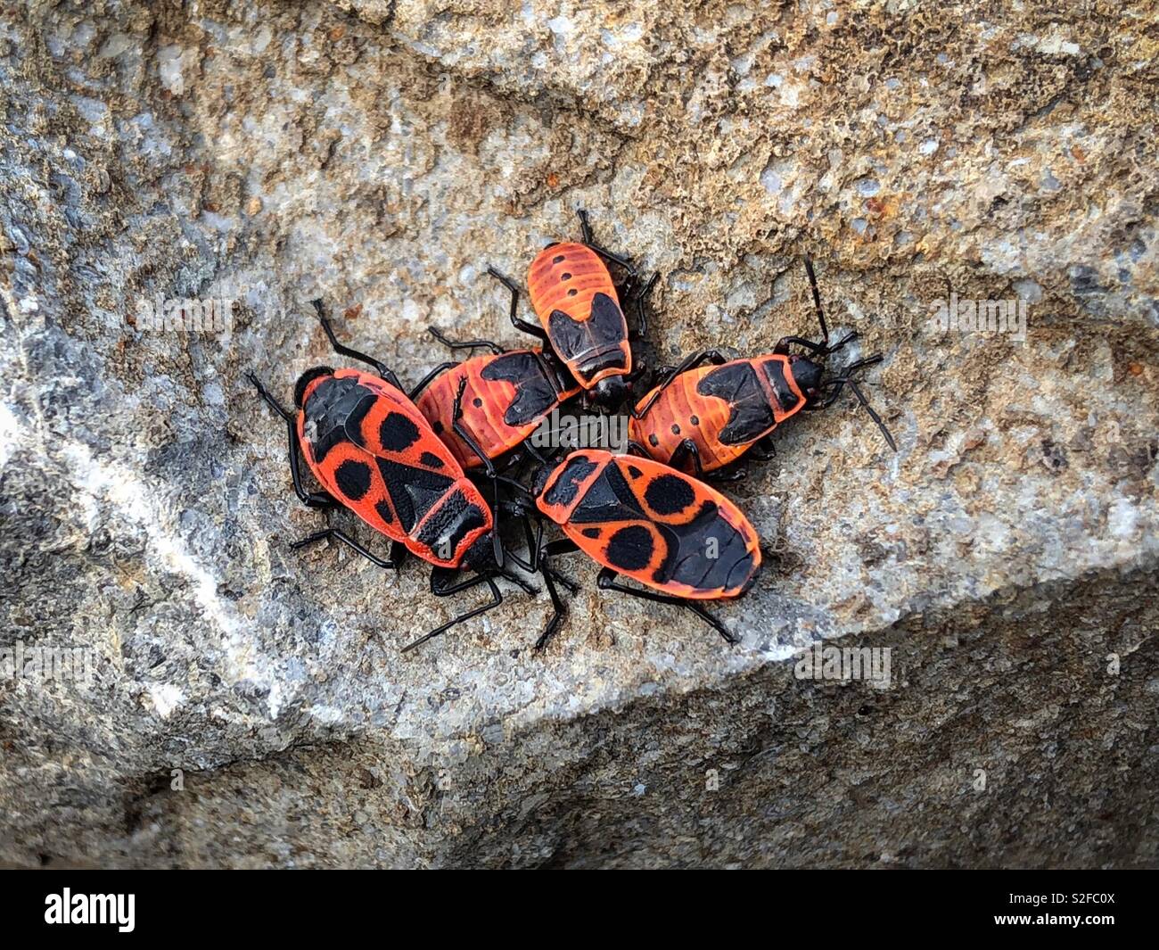 European firebug, Pyrrhocoris apterus Stock Photo - Alamy