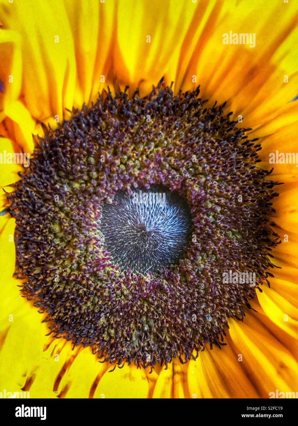 Right smack in the middle Stock Photo - Alamy