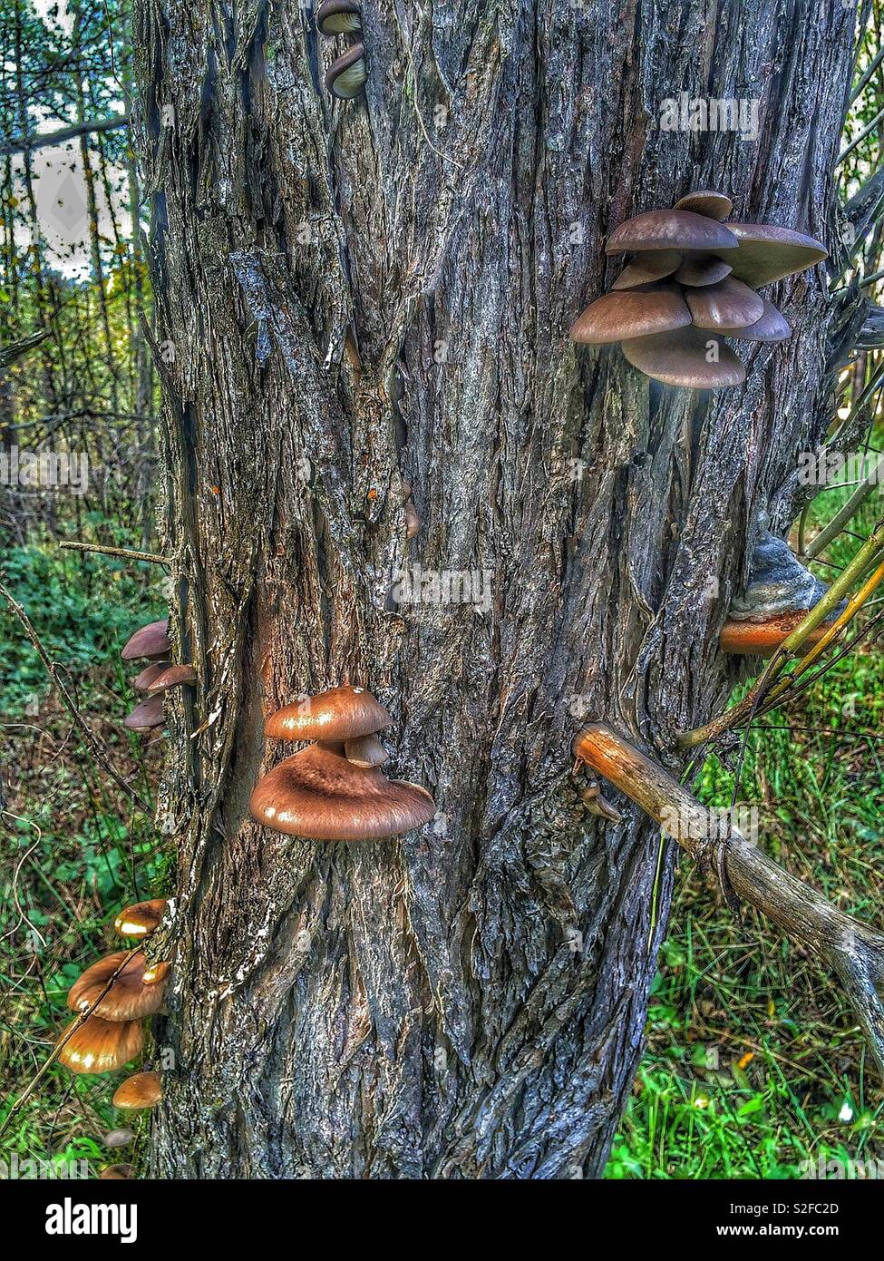 Magic Tree Stock Photos & Magic Tree Stock Images - Alamy