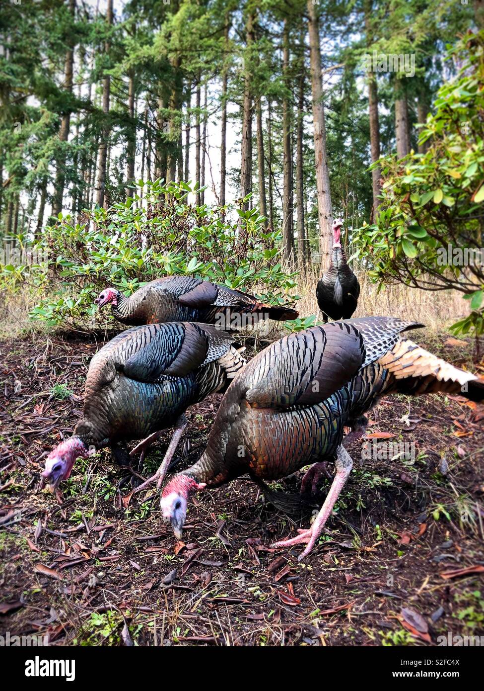 Turkeys in the woods hi-res stock photography and images - Alamy
