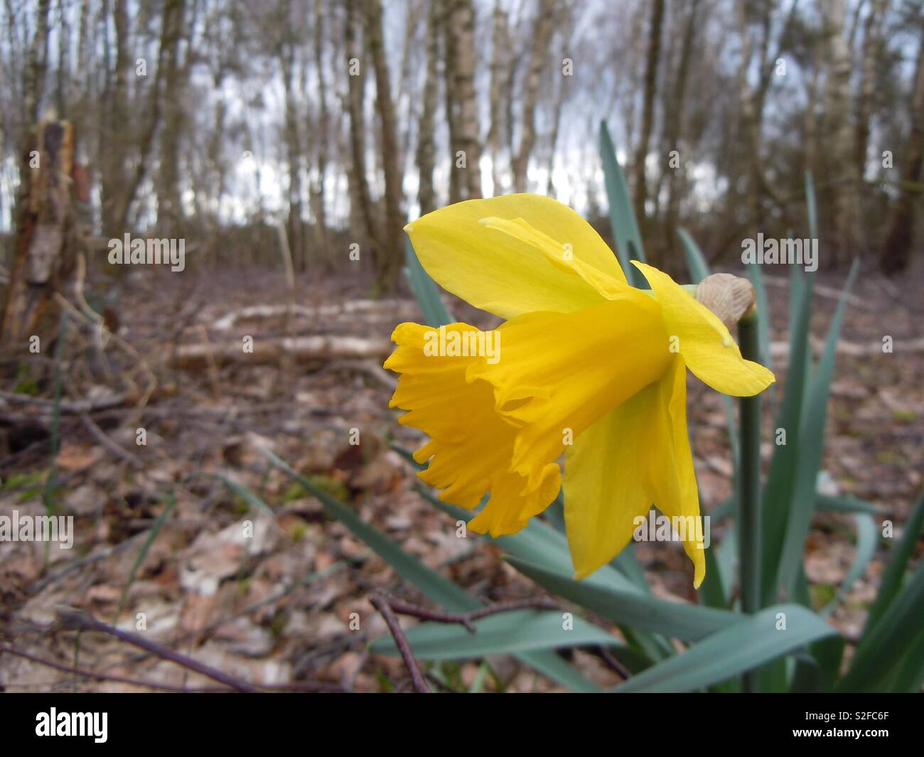 The emergence of Spring Stock Photo - Alamy