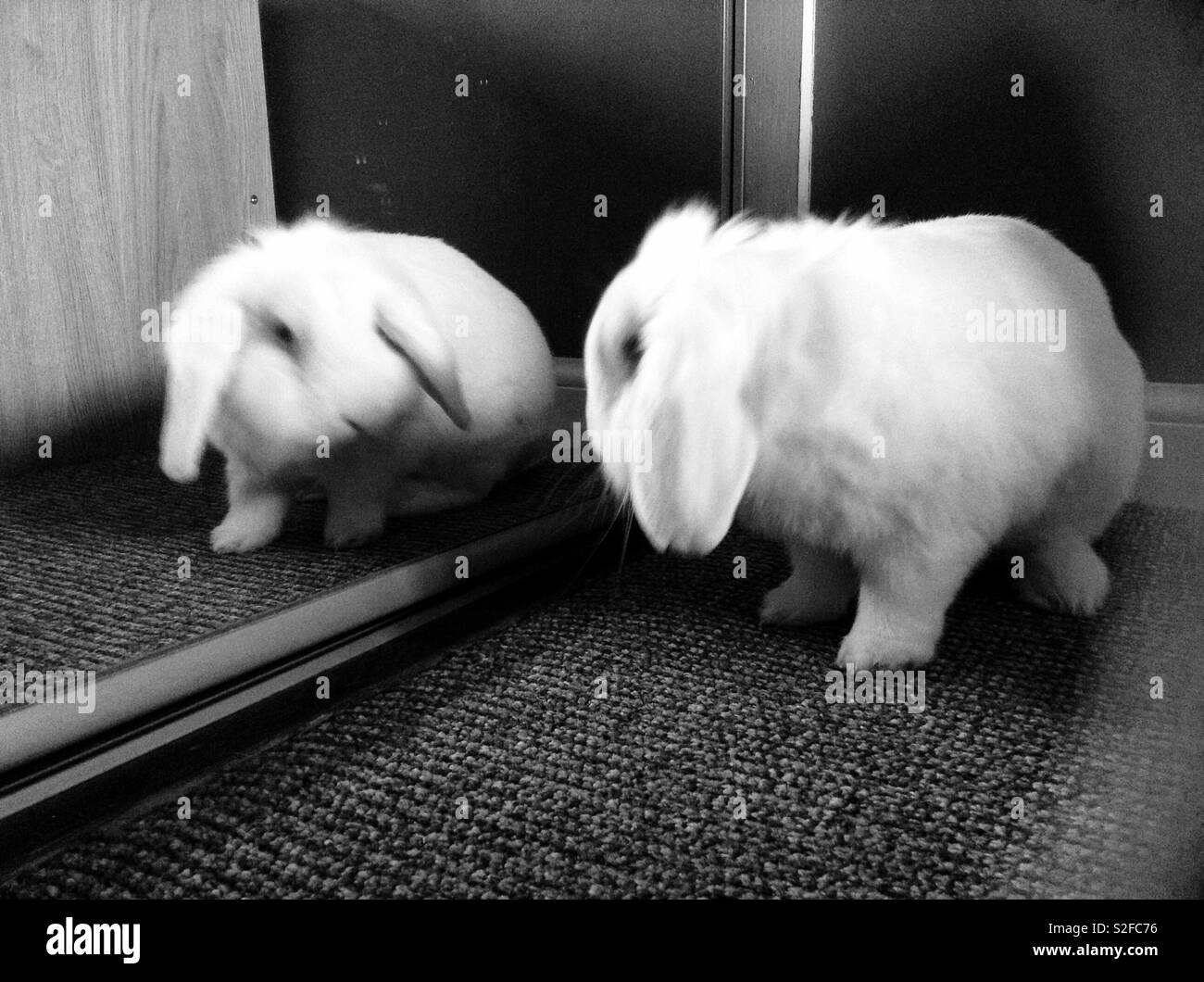 Dwarf lop rabbit Black and White Stock Photos & Images - Alamy
