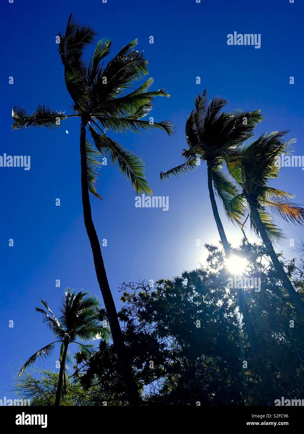 Palm tree waving in breeze Stock Photo - Alamy