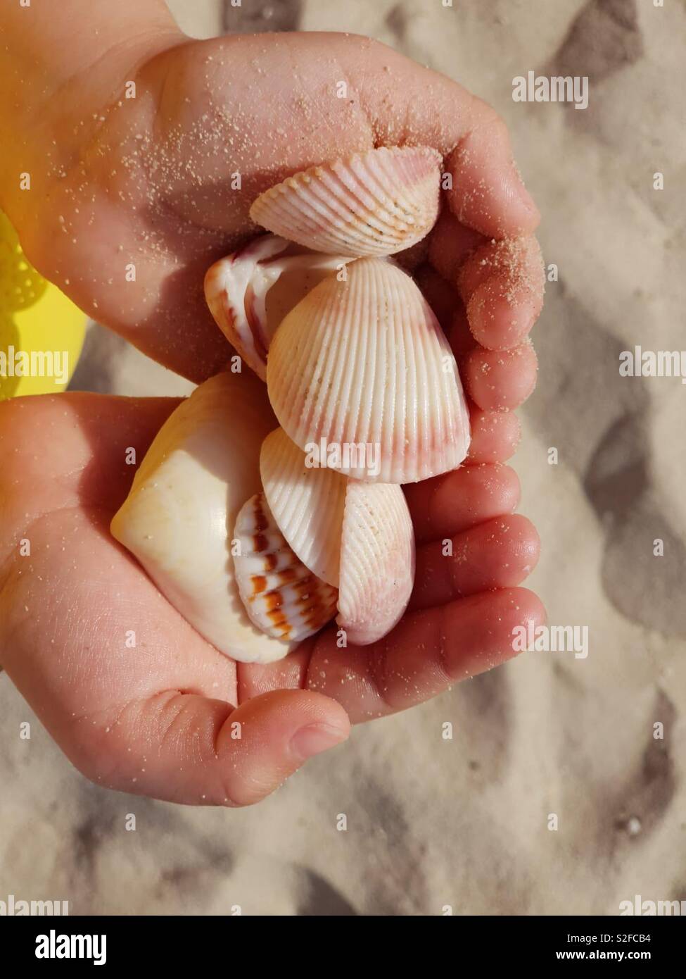 Sea shells in child’s hands Stock Photo - Alamy