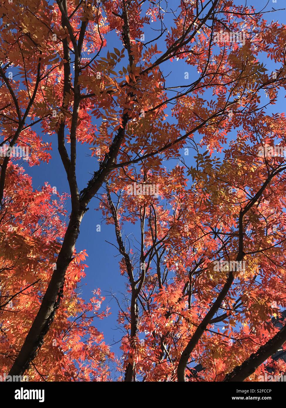 Canberra autumn hi-res stock photography and images - Alamy