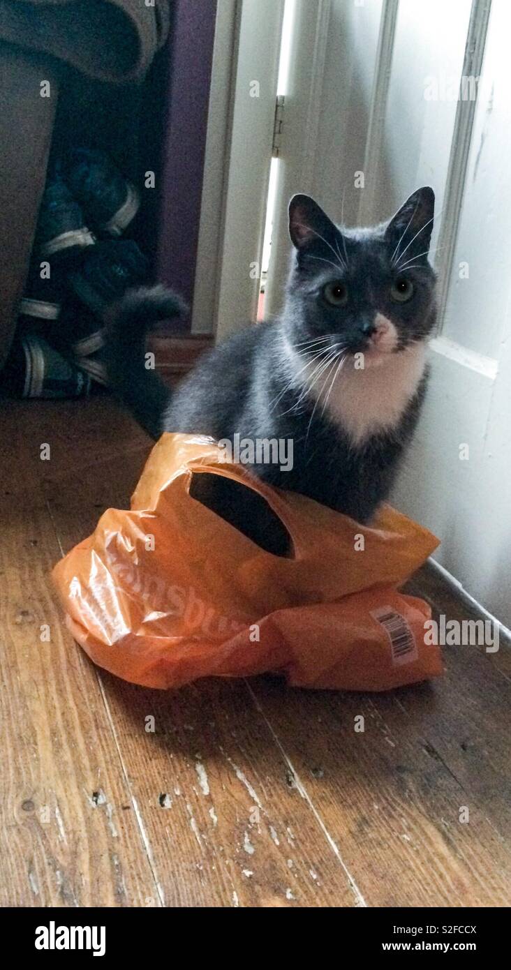 Cat bag hi-res stock photography and images - Alamy