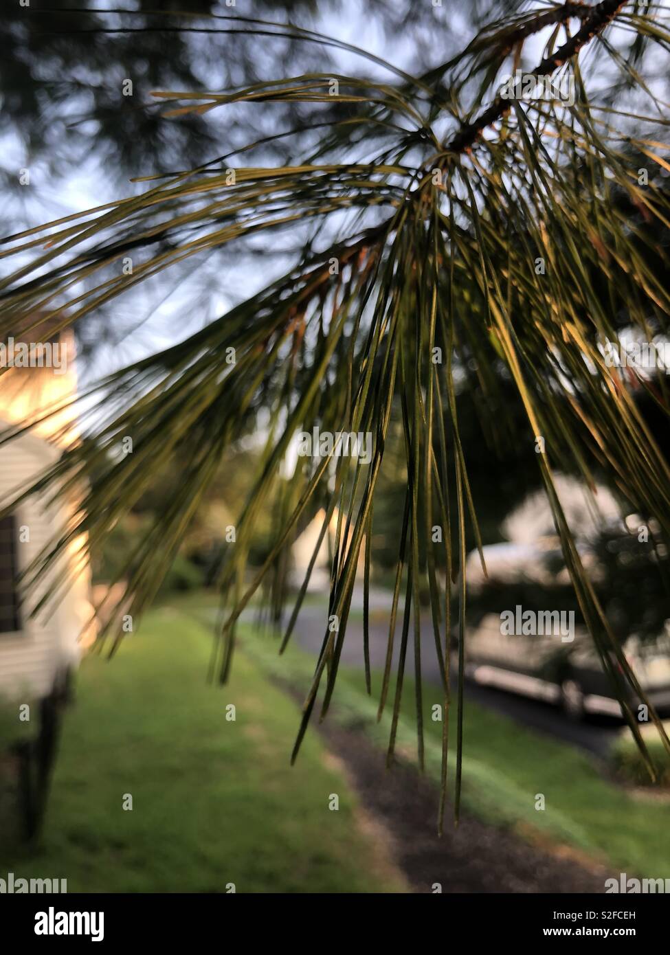 Pine Tree Branch Stock Photo - Alamy