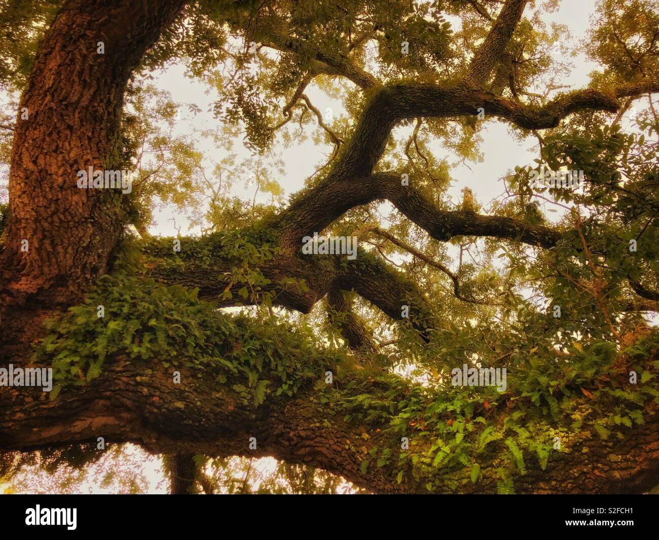 Oak tree in fern hi-res stock photography and images - Alamy
