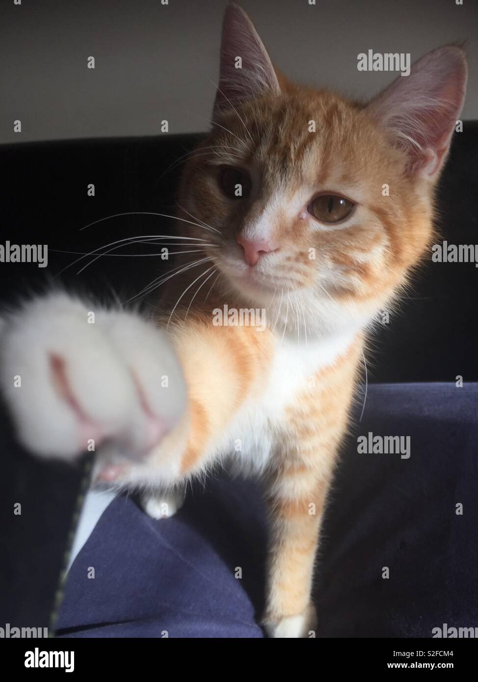 High five cat hi-res stock photography and images - Alamy