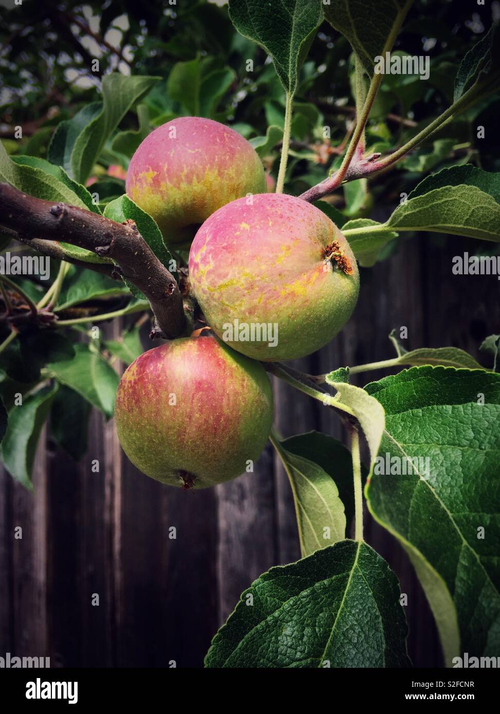 Three Apples in close-up shot climbed out the wooden fence in black ...