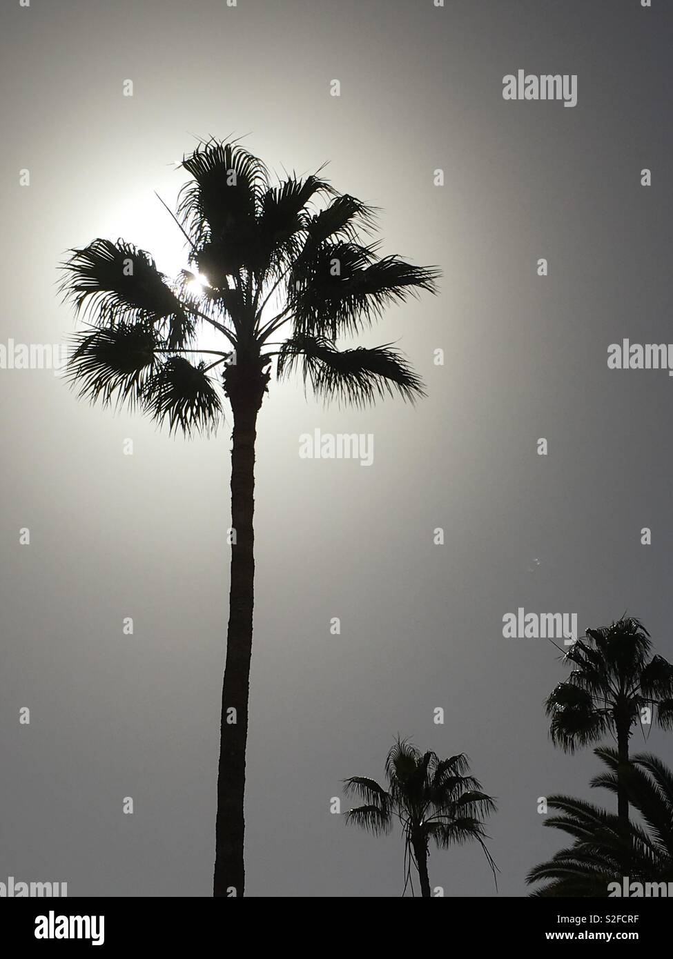 Sun and palm trees hi-res stock photography and images - Alamy