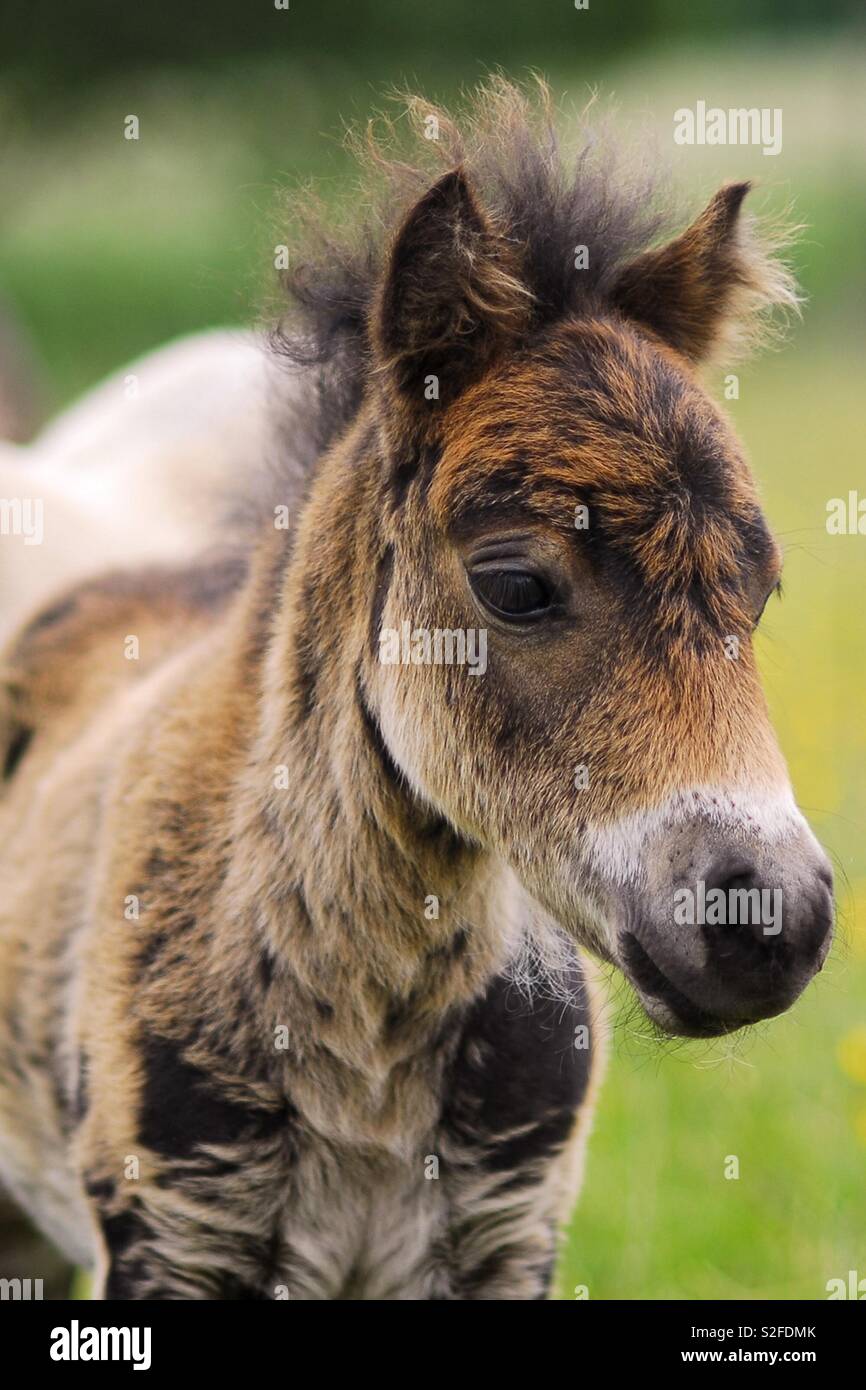Mini horse, face Stock Photo - Alamy