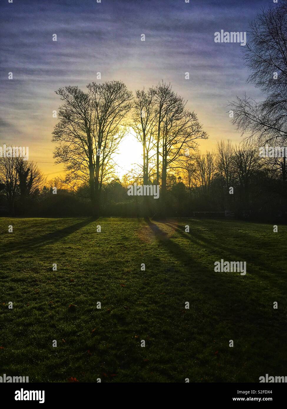 Tall Trees Shadows Stock Photos & Tall Trees Shadows Stock Images - Alamy