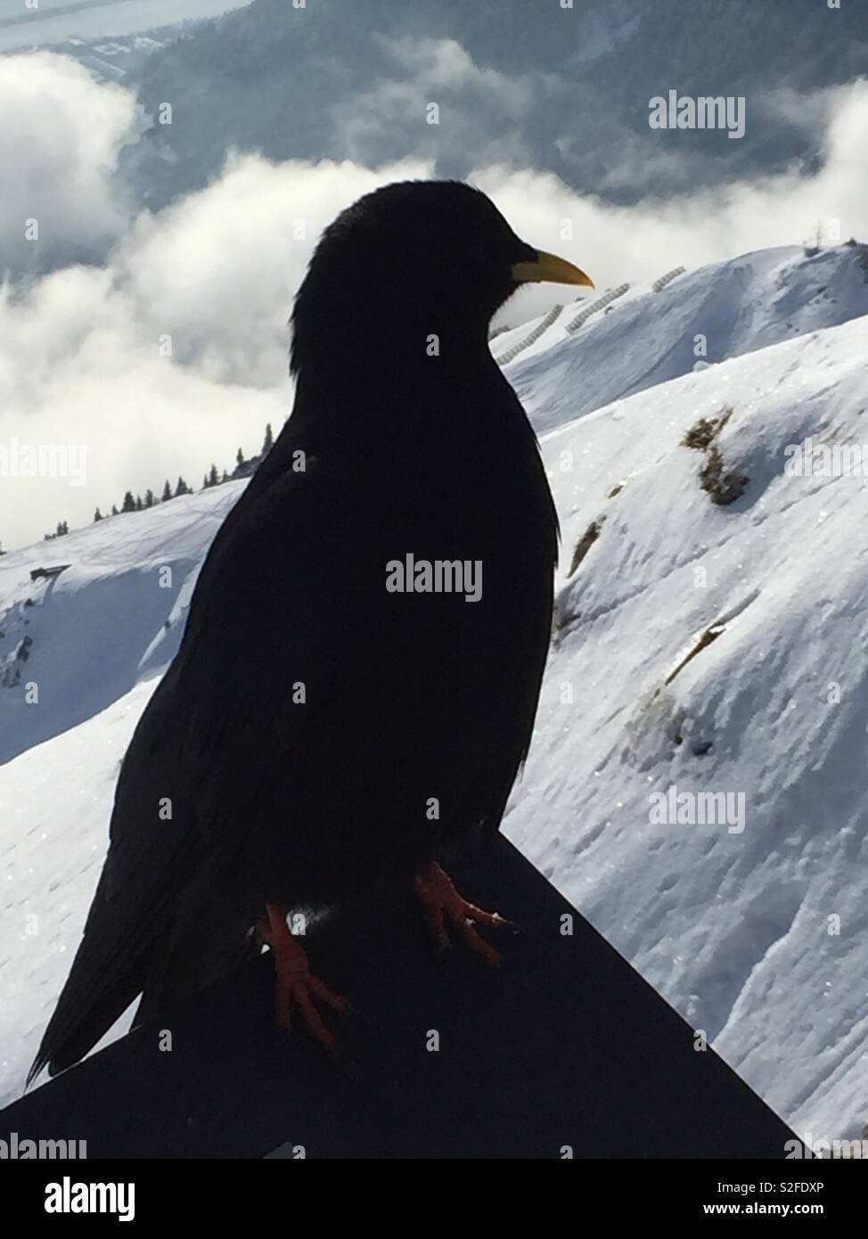 A black crow looks out over a mountain in Innsbruck, Austria Stock ...