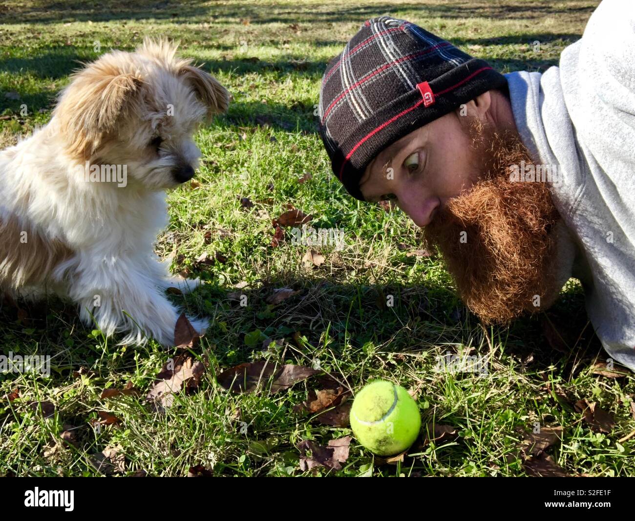 Dog with beard hi-res stock photography and images - Alamy