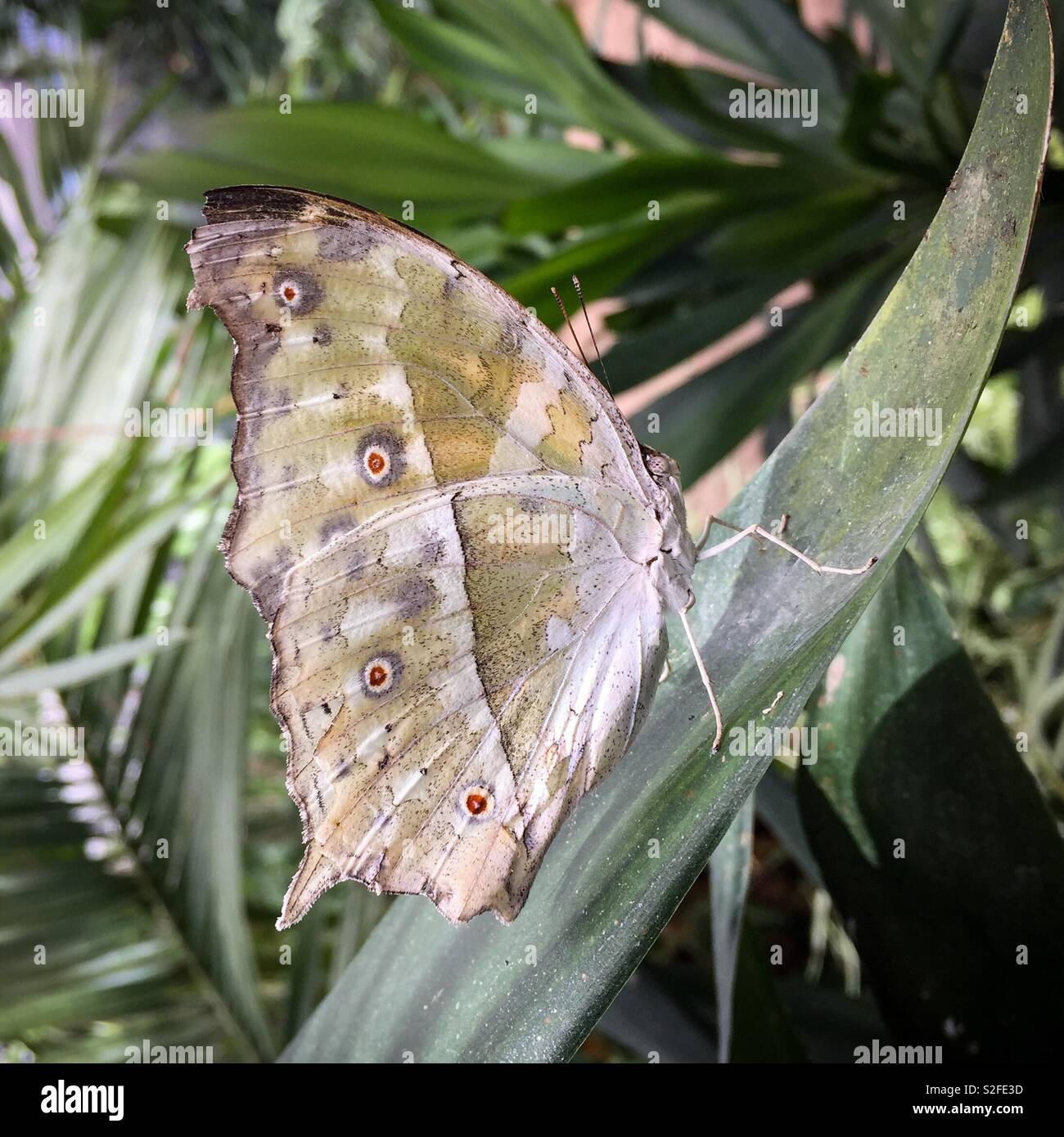 Mother of Pearl Butterfly, african exotic butterfly Stock Photo - Alamy