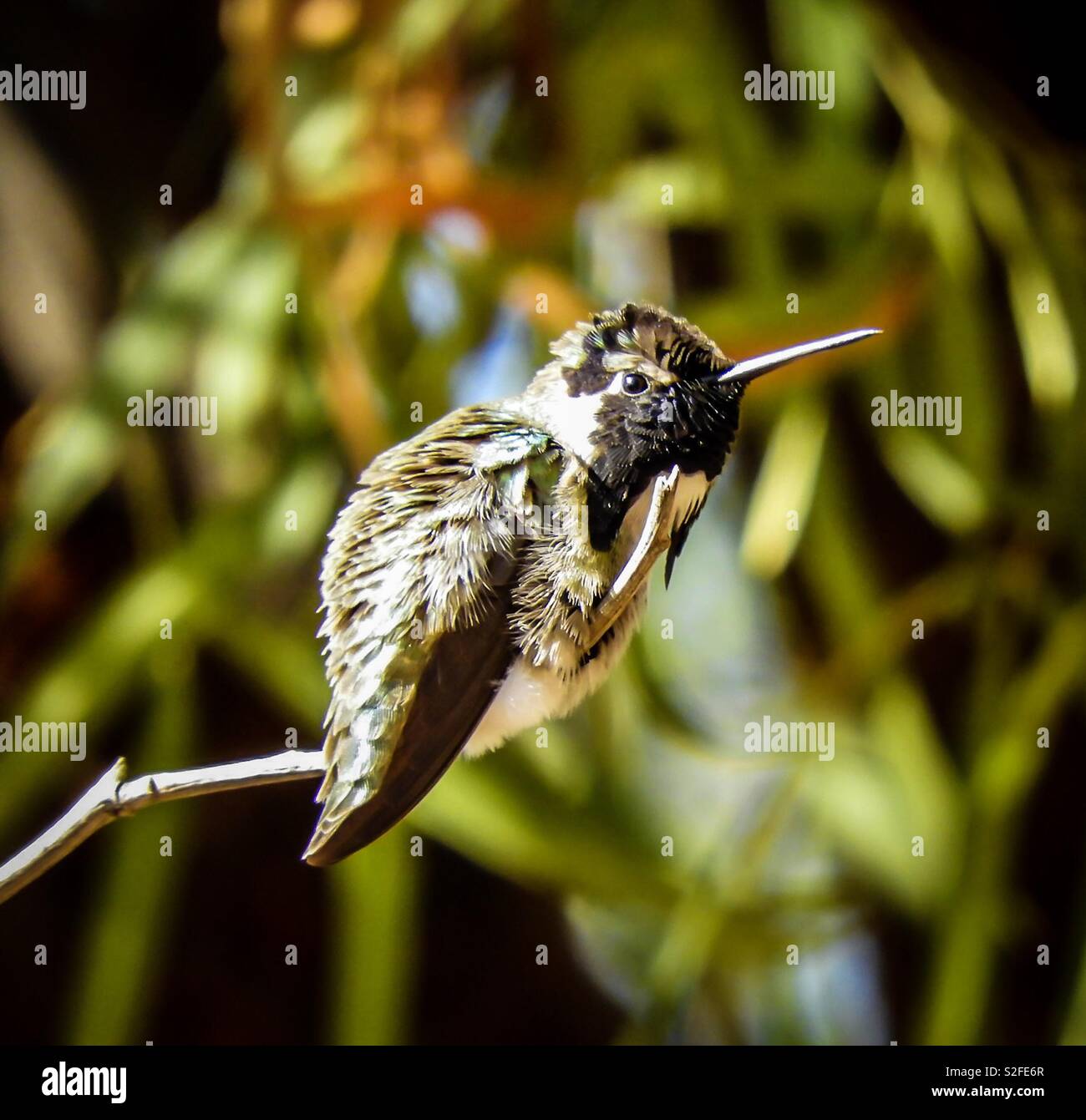 Hummingbird Tucson Arizona Stock Photo - Alamy
