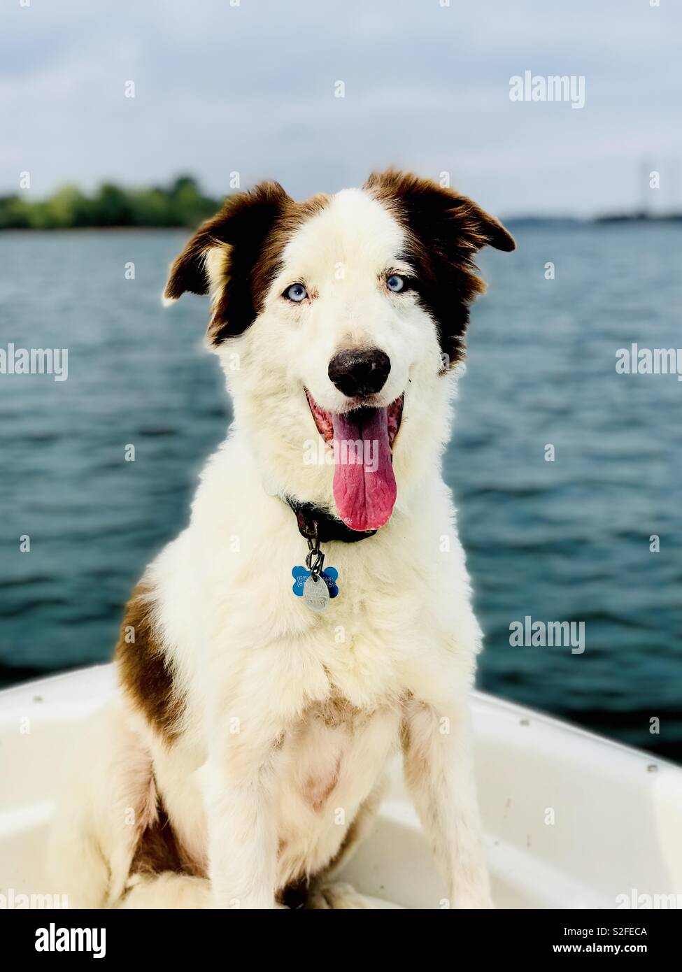 Boat dog collie hi-res stock photography and images - Alamy