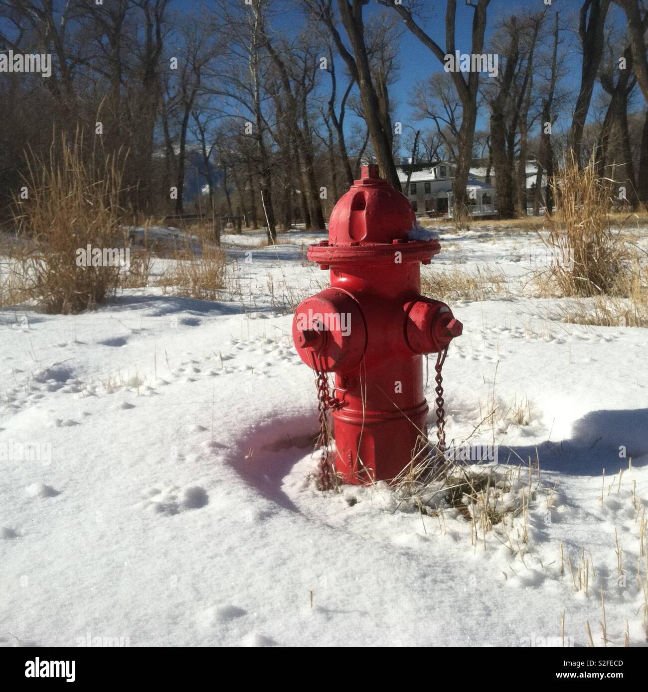 Fire hydrant in forest hi-res stock photography and images - Alamy
