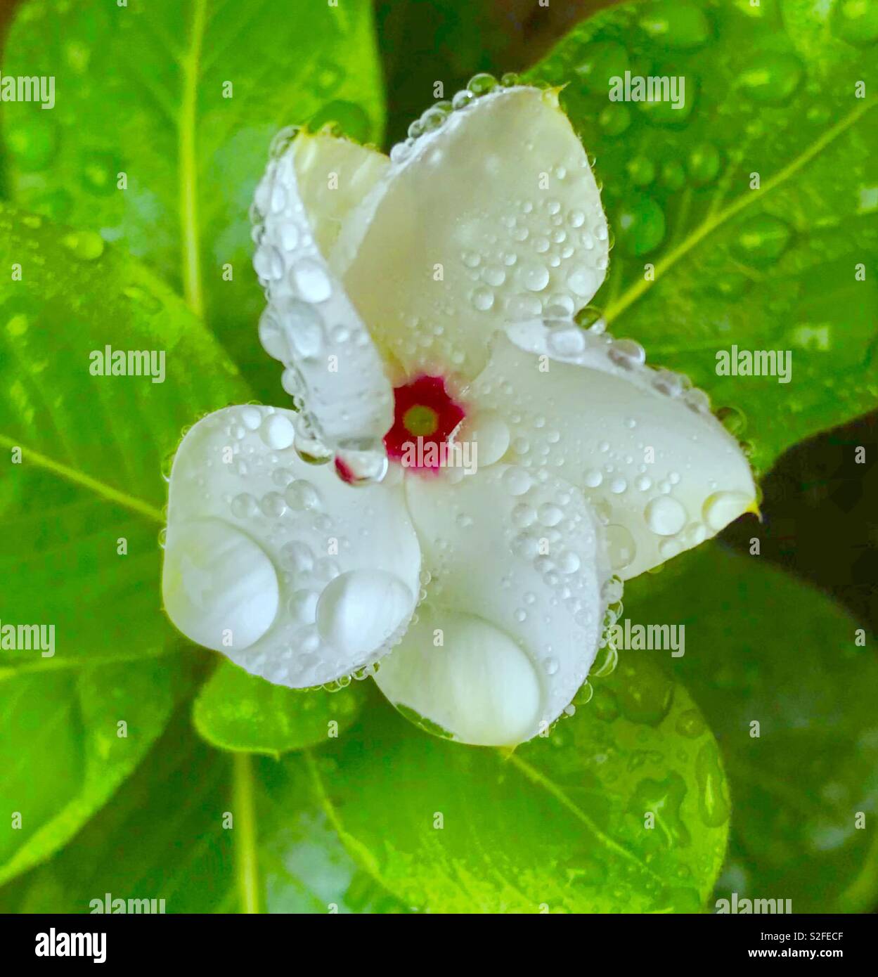 Rain tears hi-res stock photography and images - Alamy