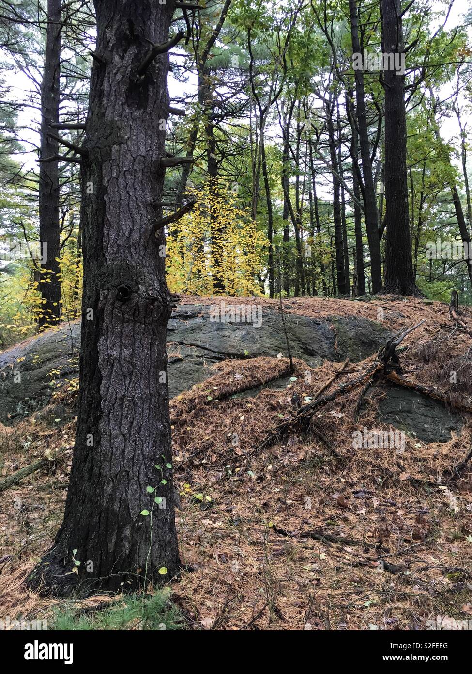 Tree and rocks Stock Photo - Alamy