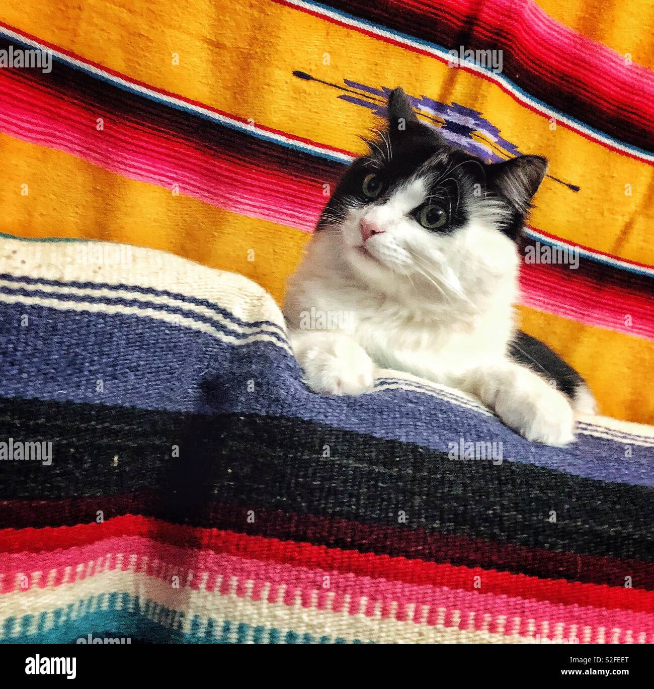 Curious home cat hi-res stock photography and images - Alamy