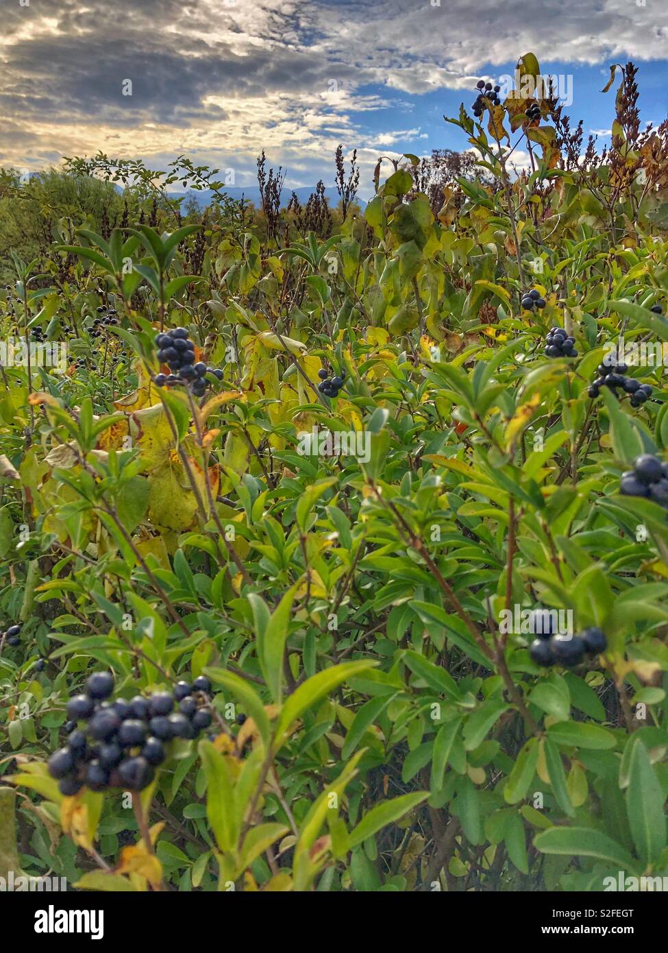 Wild blueberries in the countryside Stock Photo - Alamy