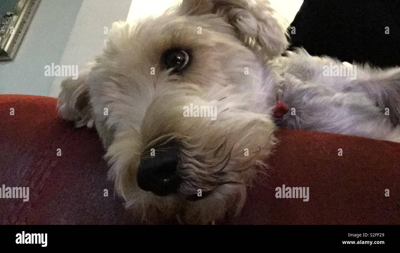 Cute Adorable Doggo Stock Photo - Alamy