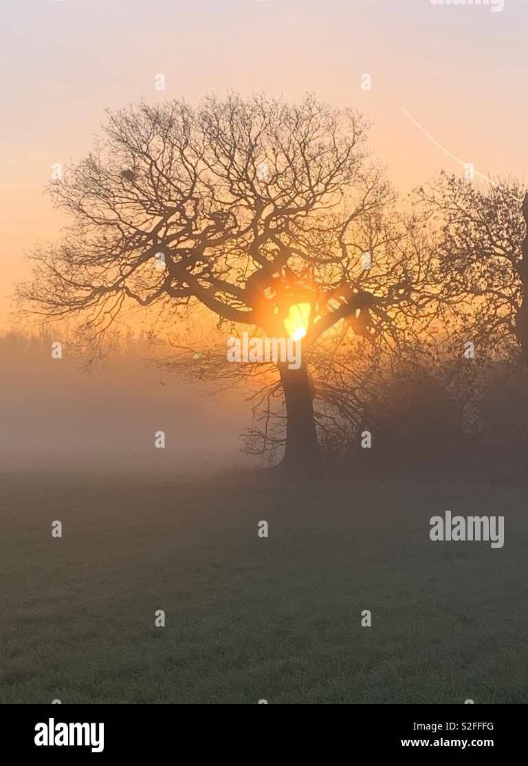 Sunrise over the trees Stock Photo - Alamy