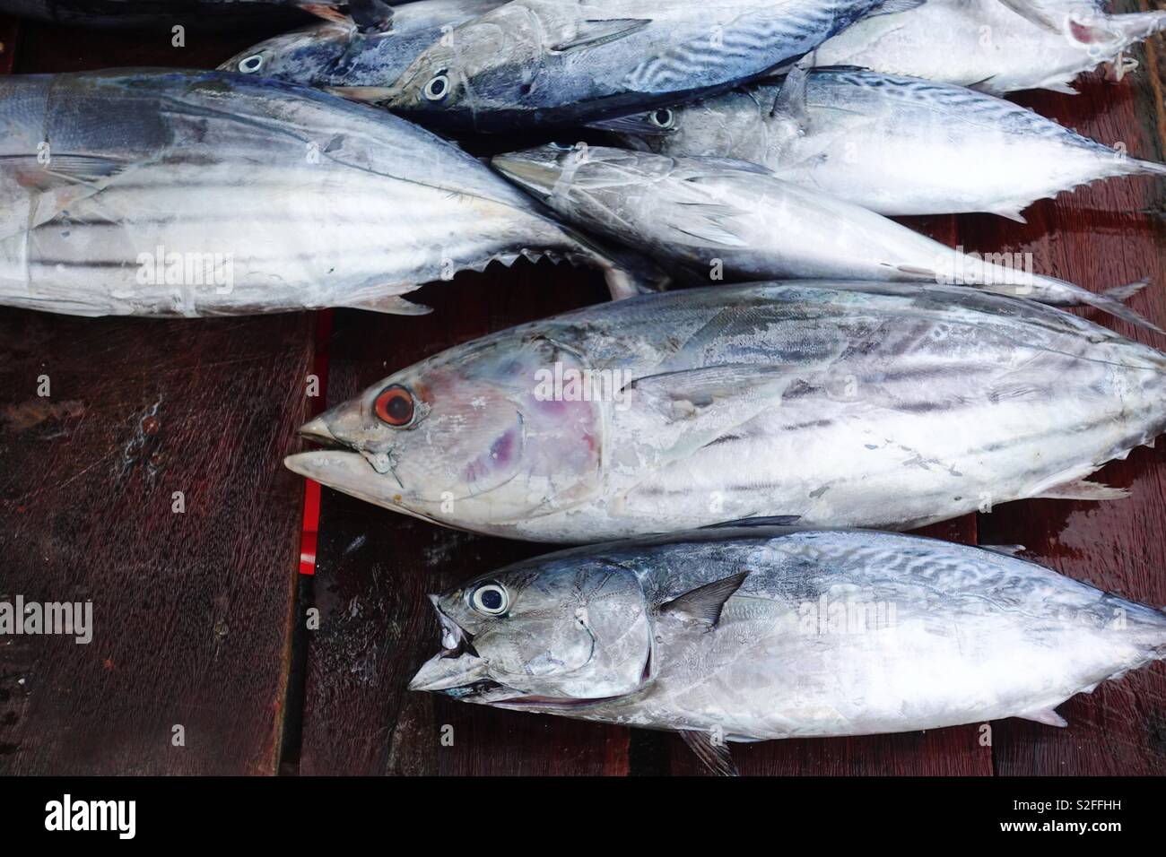 Fish: fresh tuna on a brown table. Ready for sale, fresh from the sea ...