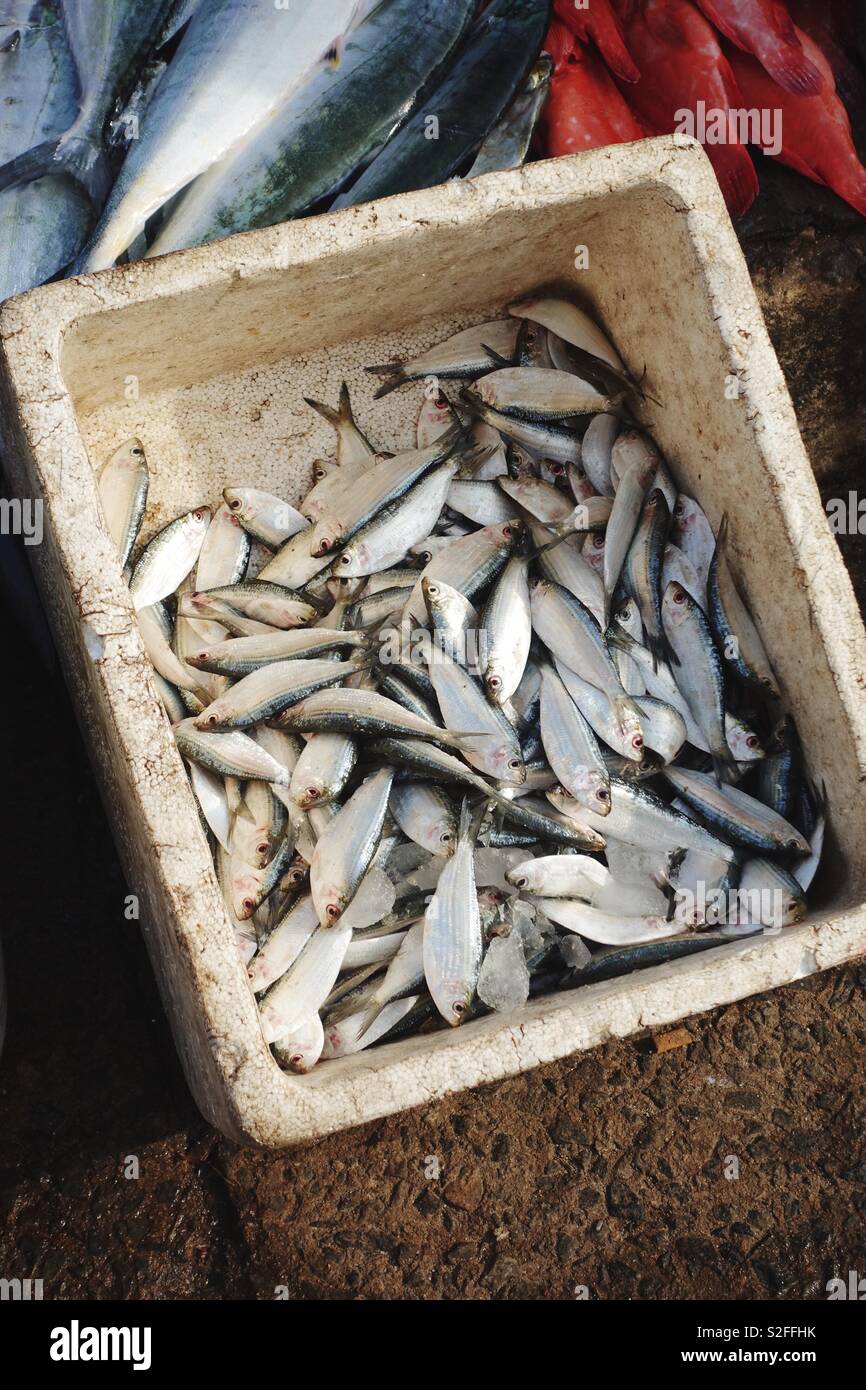 Box fish hi-res stock photography and images - Alamy