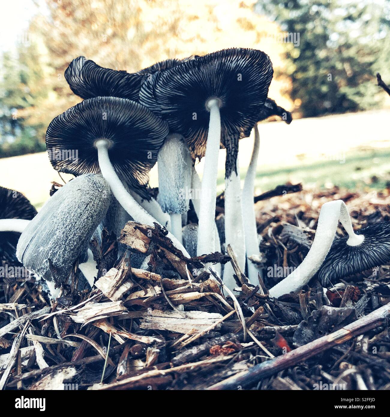 Ground growing fungi hi-res stock photography and images - Alamy